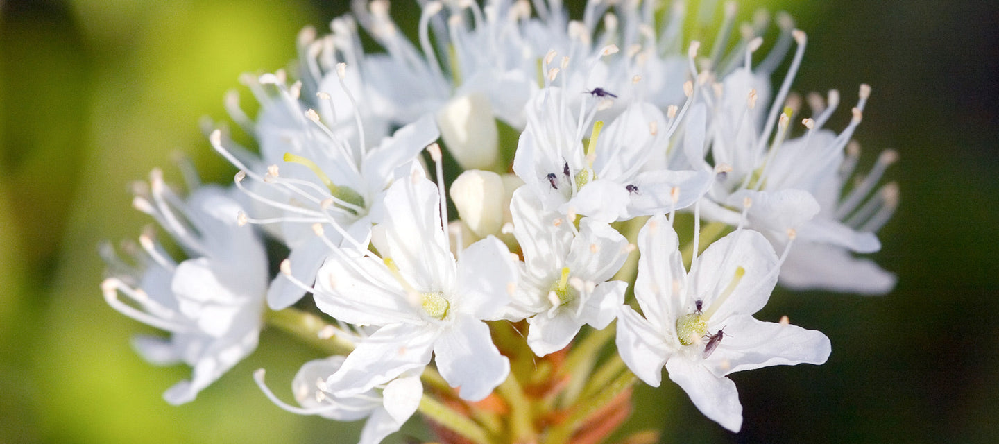 The Story Behind Canadian Labrador Tea